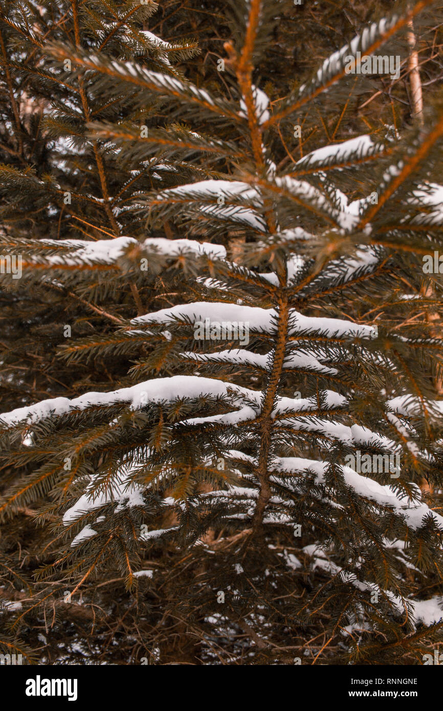 Evergreen Trees Snow Covered Mountains High Resolution Stock ...