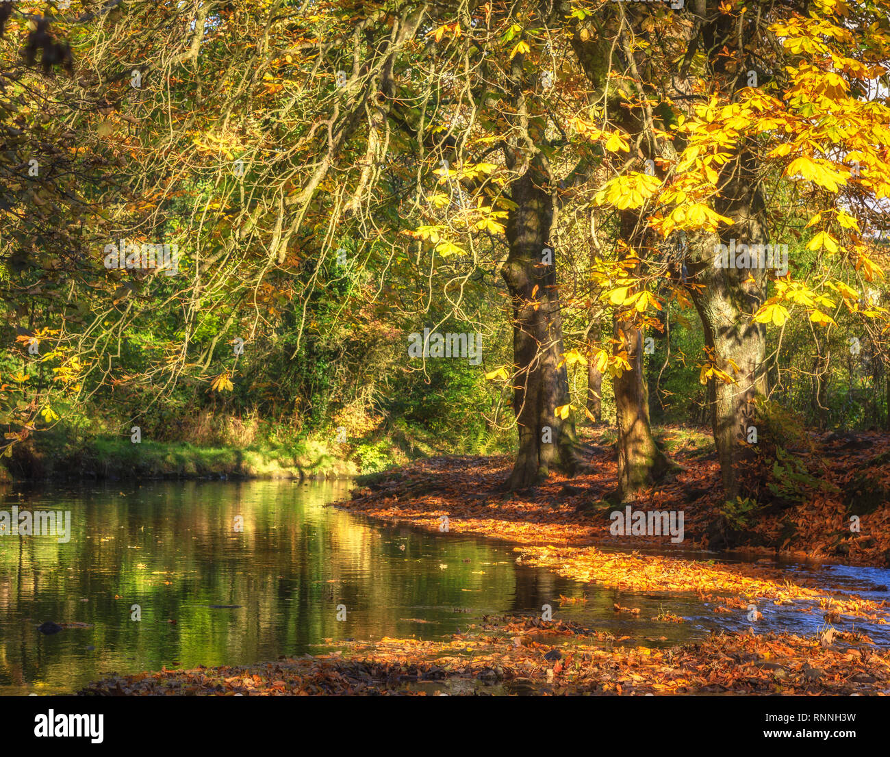 Autumn leaves uk water hi-res stock photography and images - Alamy