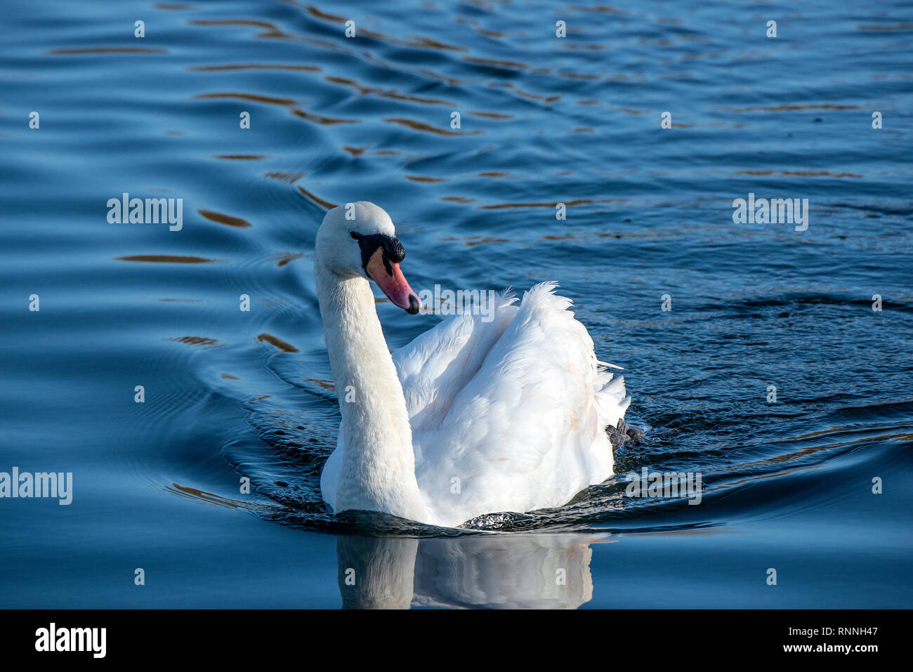 Reading wildlife hi-res stock photography and images - Alamy