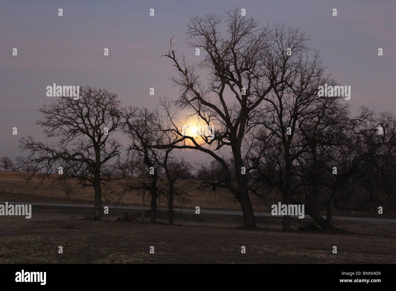 Moonlight trees hi-res stock photography and images - Alamy