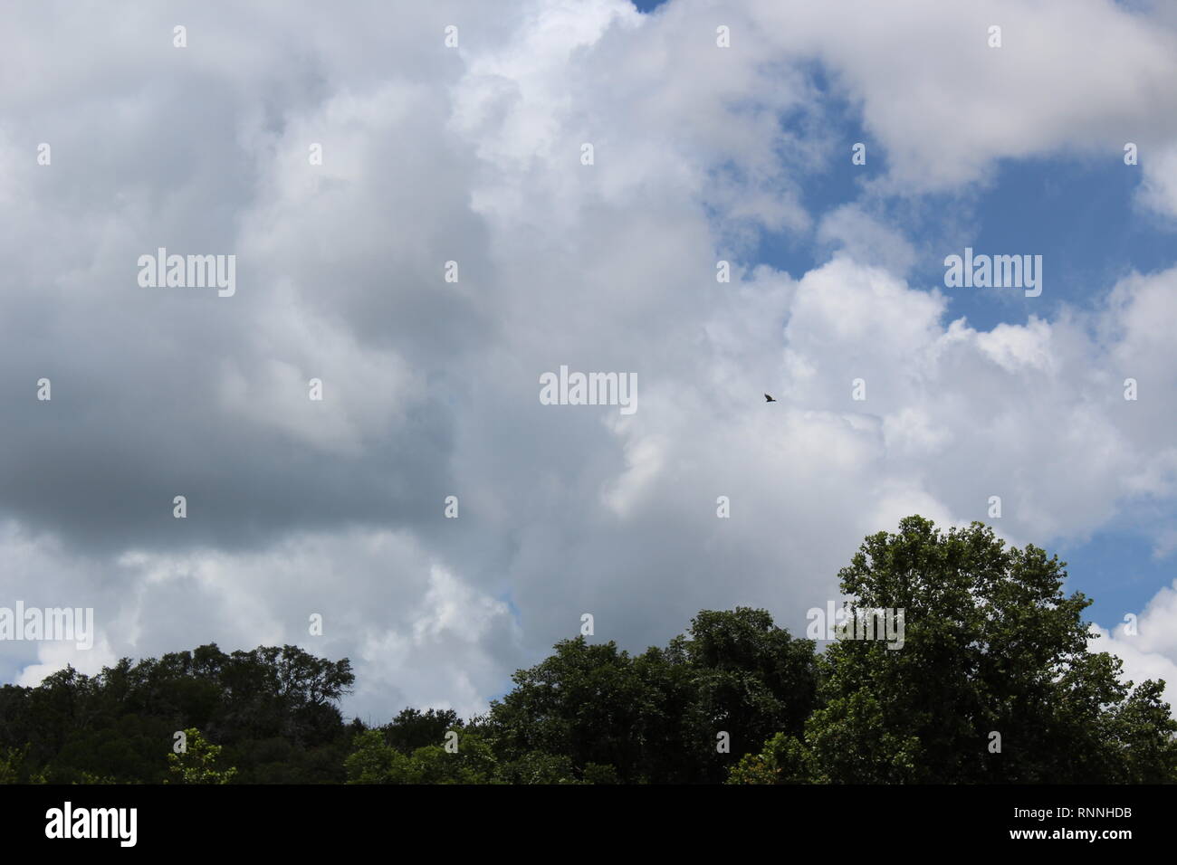 Puffy bird hi-res stock photography and images - Alamy