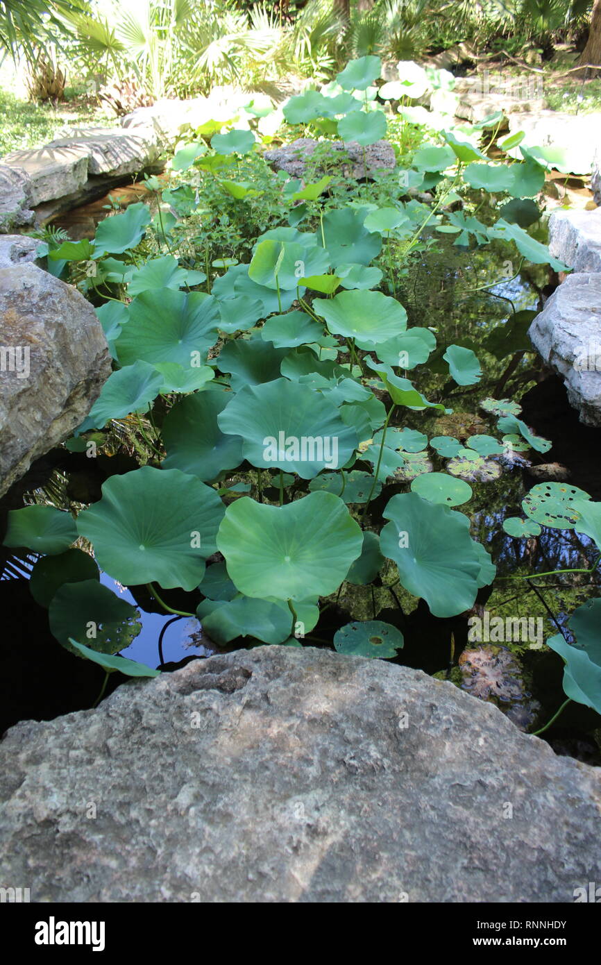 Lily growth hi-res stock photography and images - Alamy