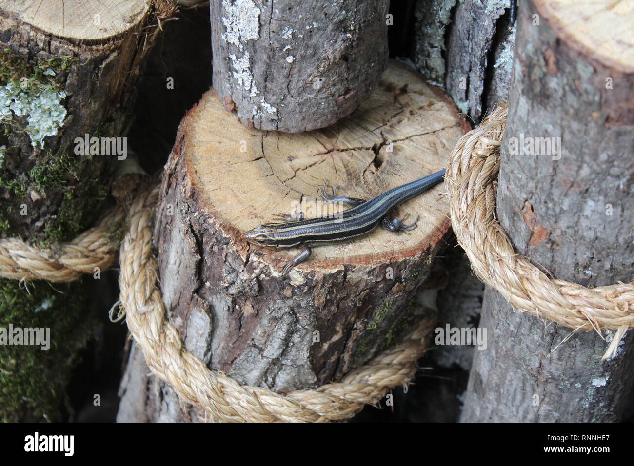Green striped lizard hi-res stock photography and images - Alamy