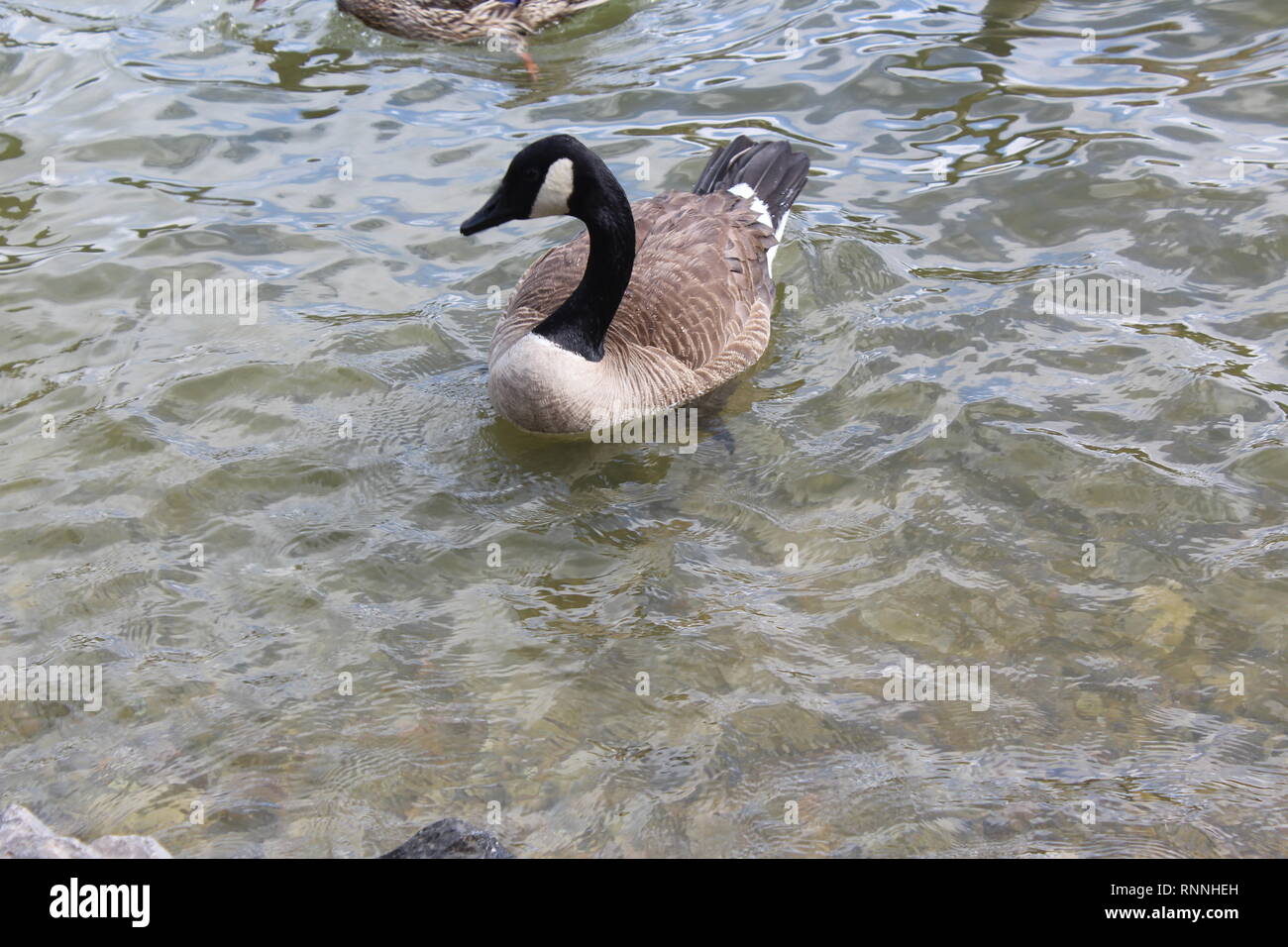 Goose beauty hi-res stock photography and images - Alamy
