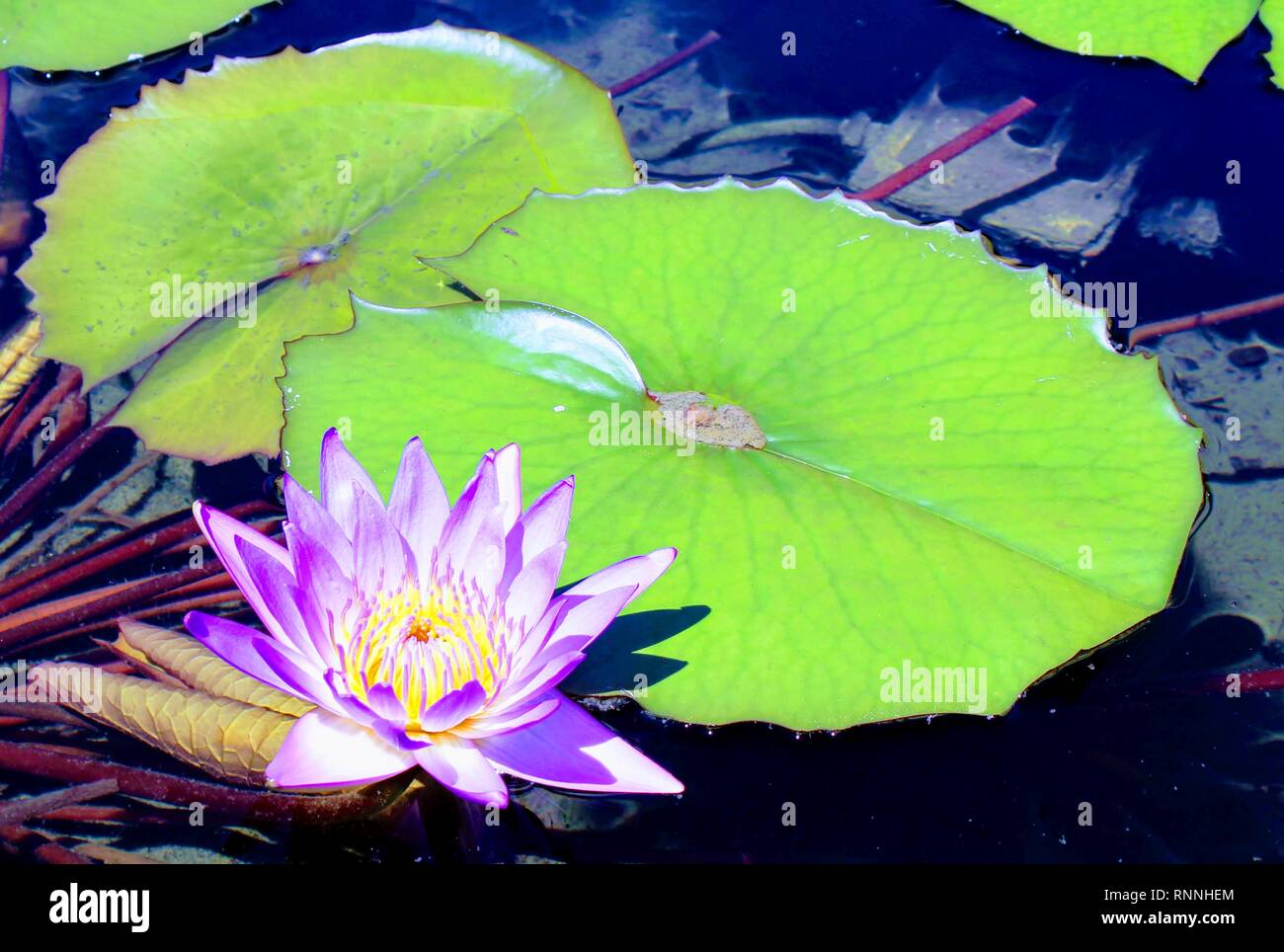 Purple lily pad hi-res stock photography and images - Alamy