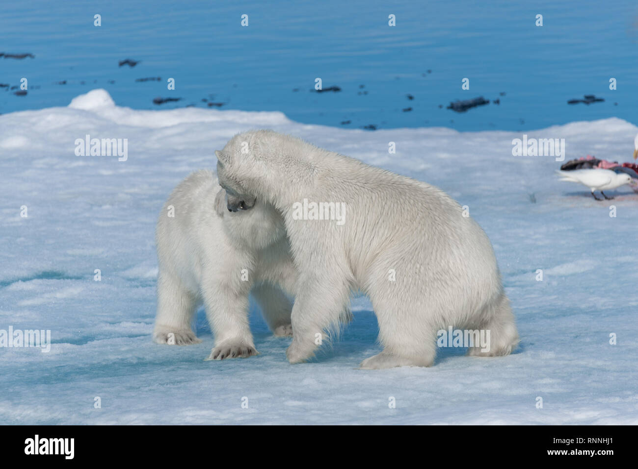 Two young wild polar bear cubs playing on pack ice in Arctic sea, north ...