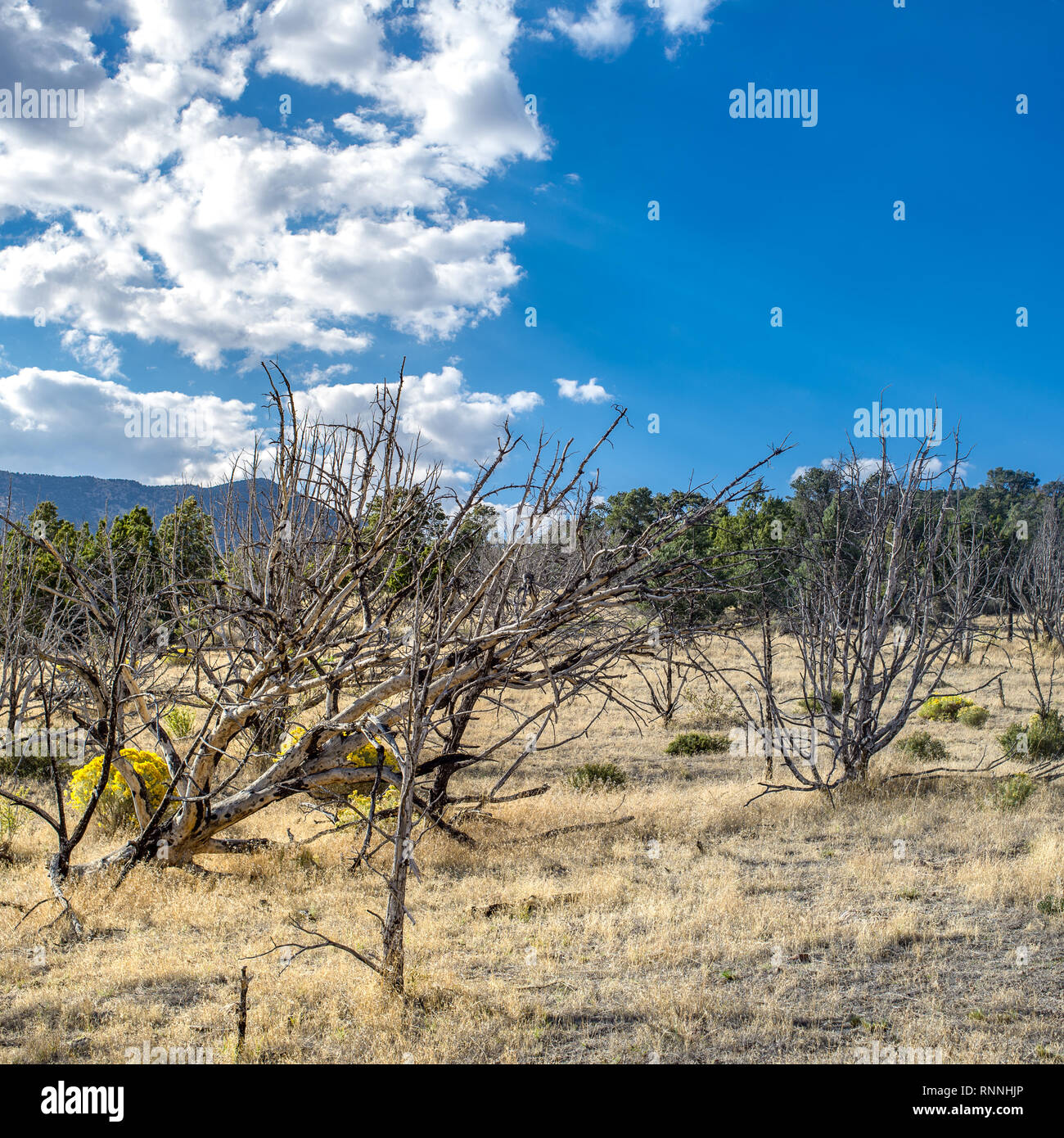 USA, Nevada, White Pine County. White Pine Range, Cathedral Fire. A ...