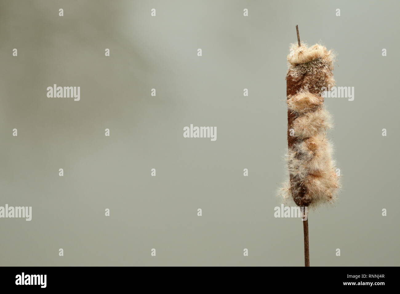 A reed mace (cattail) bulrush that is sheding seeds against a blank ...