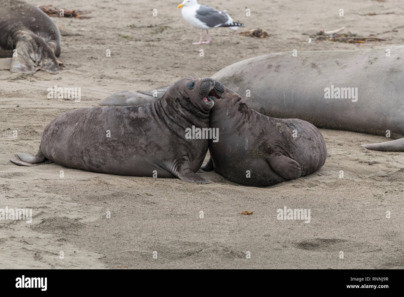 Northern elephant seal, Piedras Blancas rookery, California Stock Photo ...
