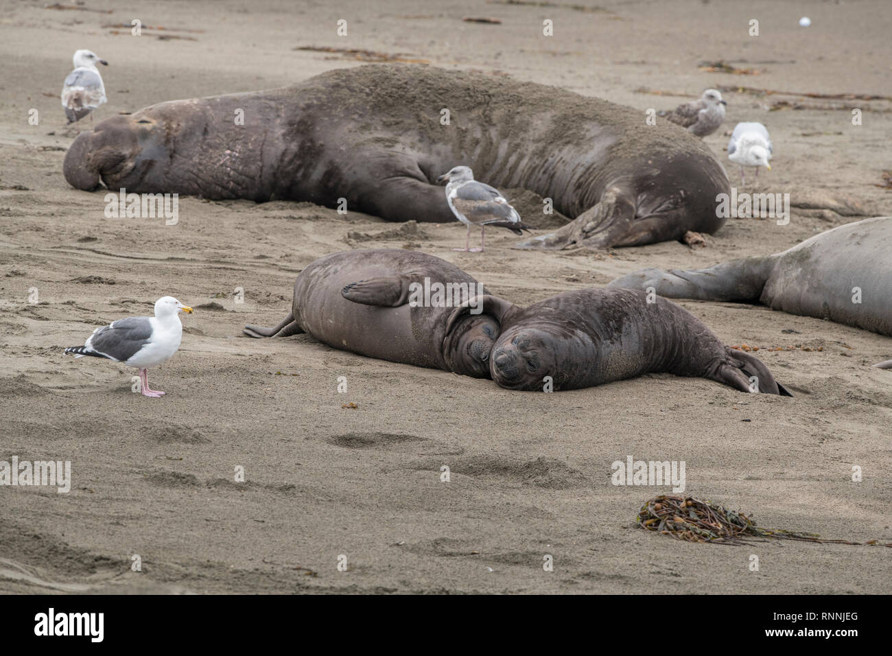 Northern elephant seal, Piedras Blancas rookery, California Stock Photo ...