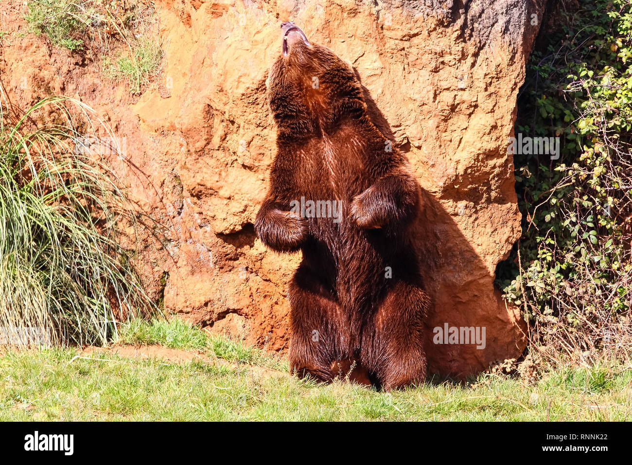 Bear scratches his back on a rock (Ursus arctos) in north Spain Stock ...