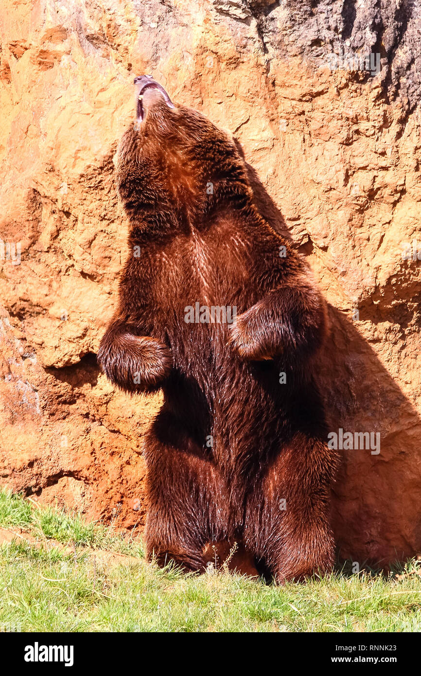 Bear scratches his back on a rock (Ursus arctos) in north Spain Stock ...