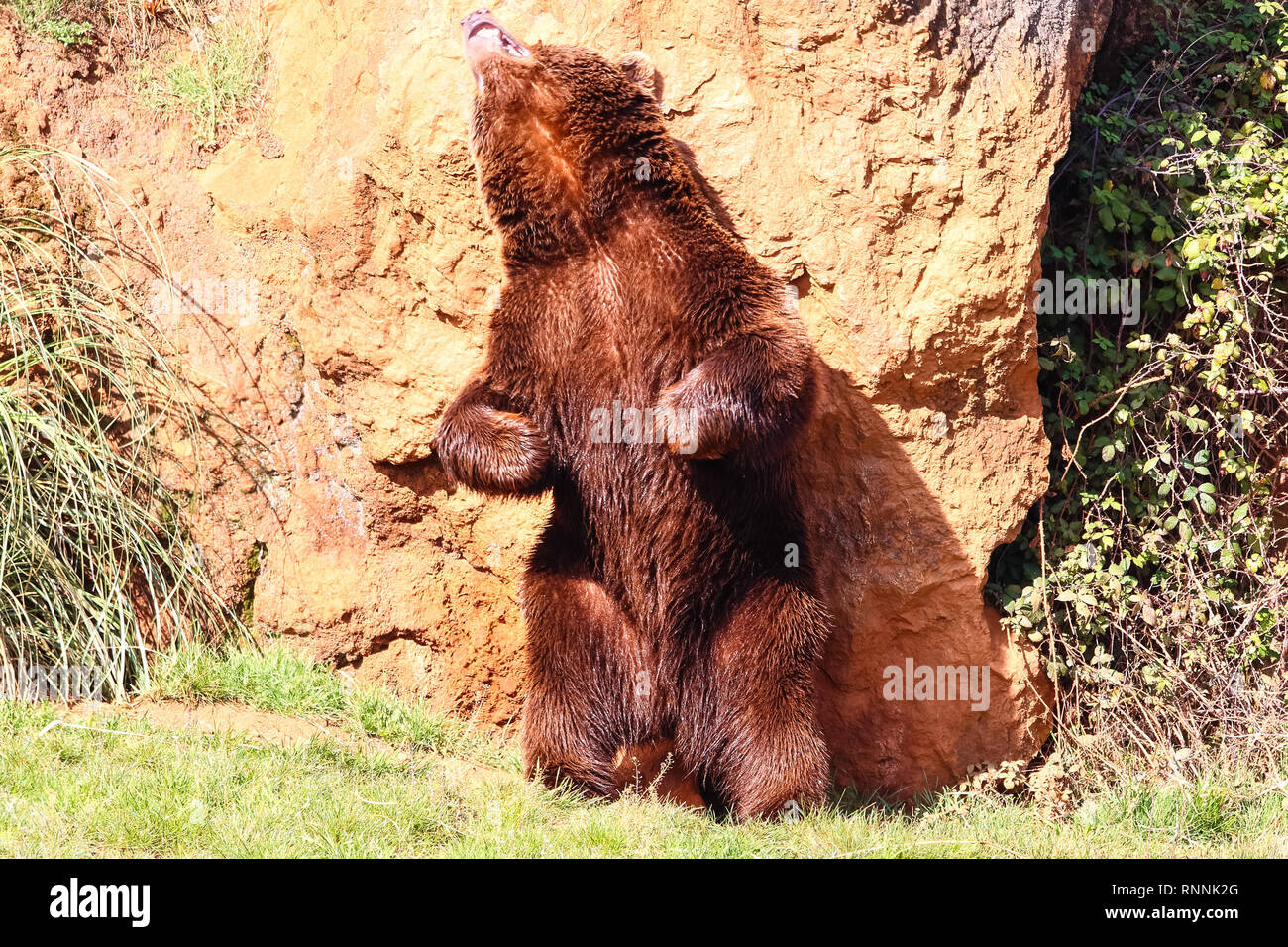 Fighting scratches hi-res stock photography and images - Alamy
