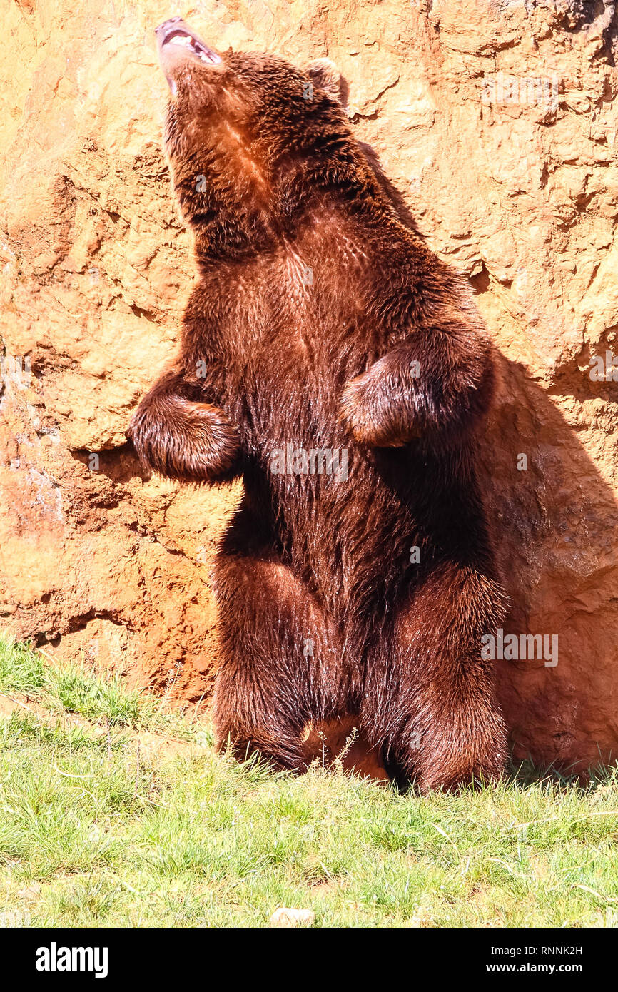Bear scratches his back on a rock (Ursus arctos) in north Spain Stock ...