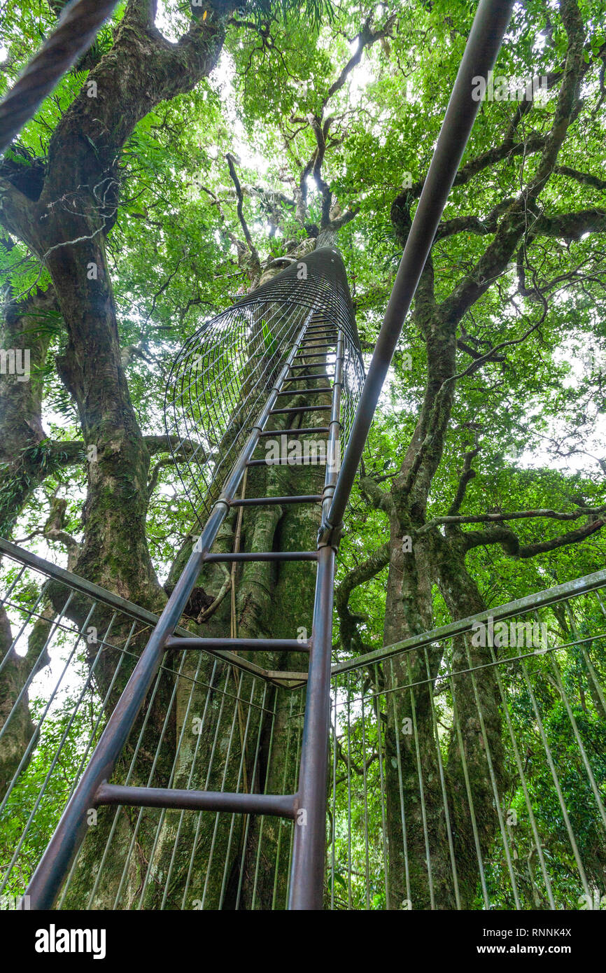 Very tall ladder hi-res stock photography and images - Alamy