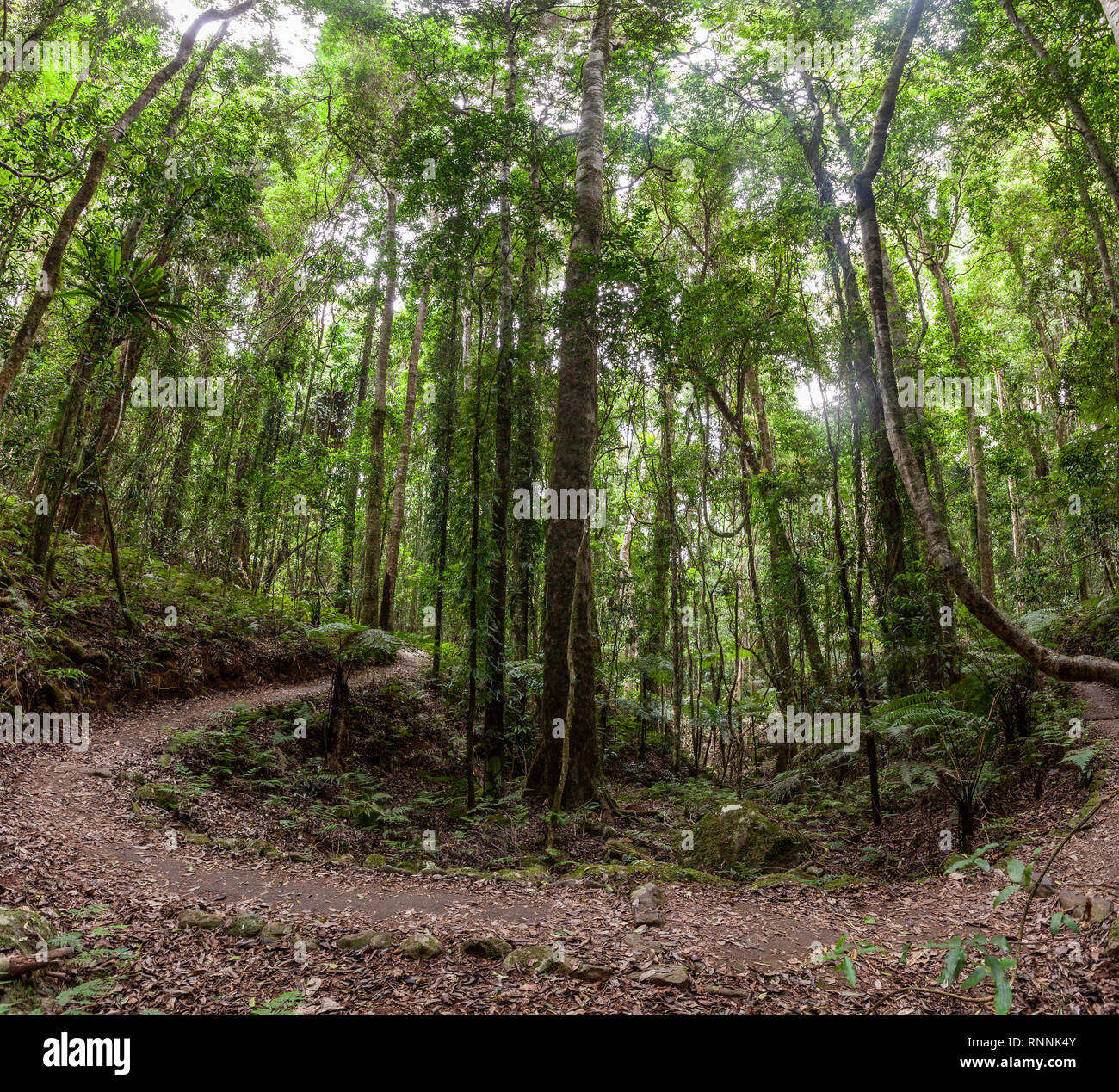 Footpath bend in beautiful rainforest in Queensland, Australia Stock ...