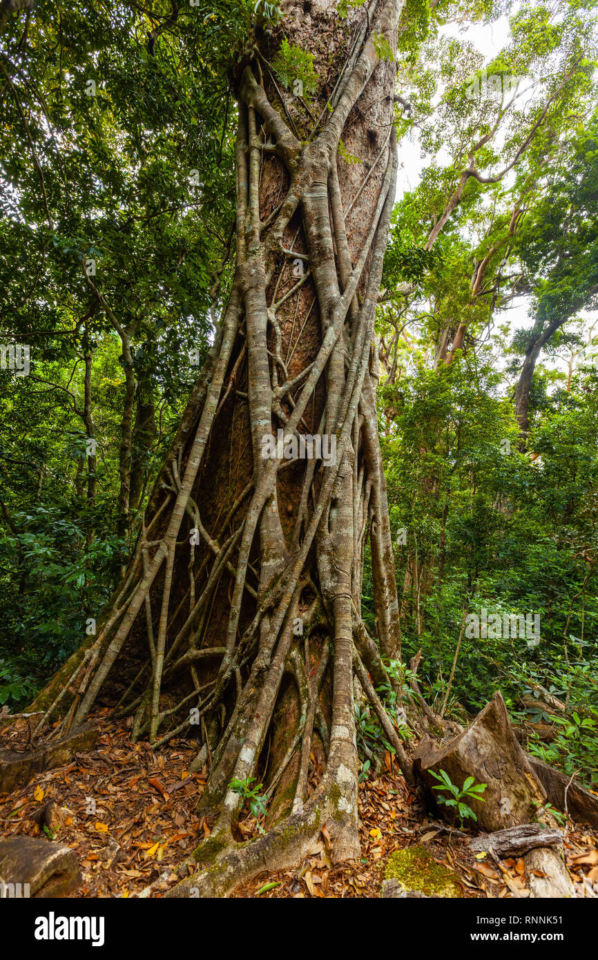 Strangler fig tree in Lamington National Park, Queensland, Australia ...