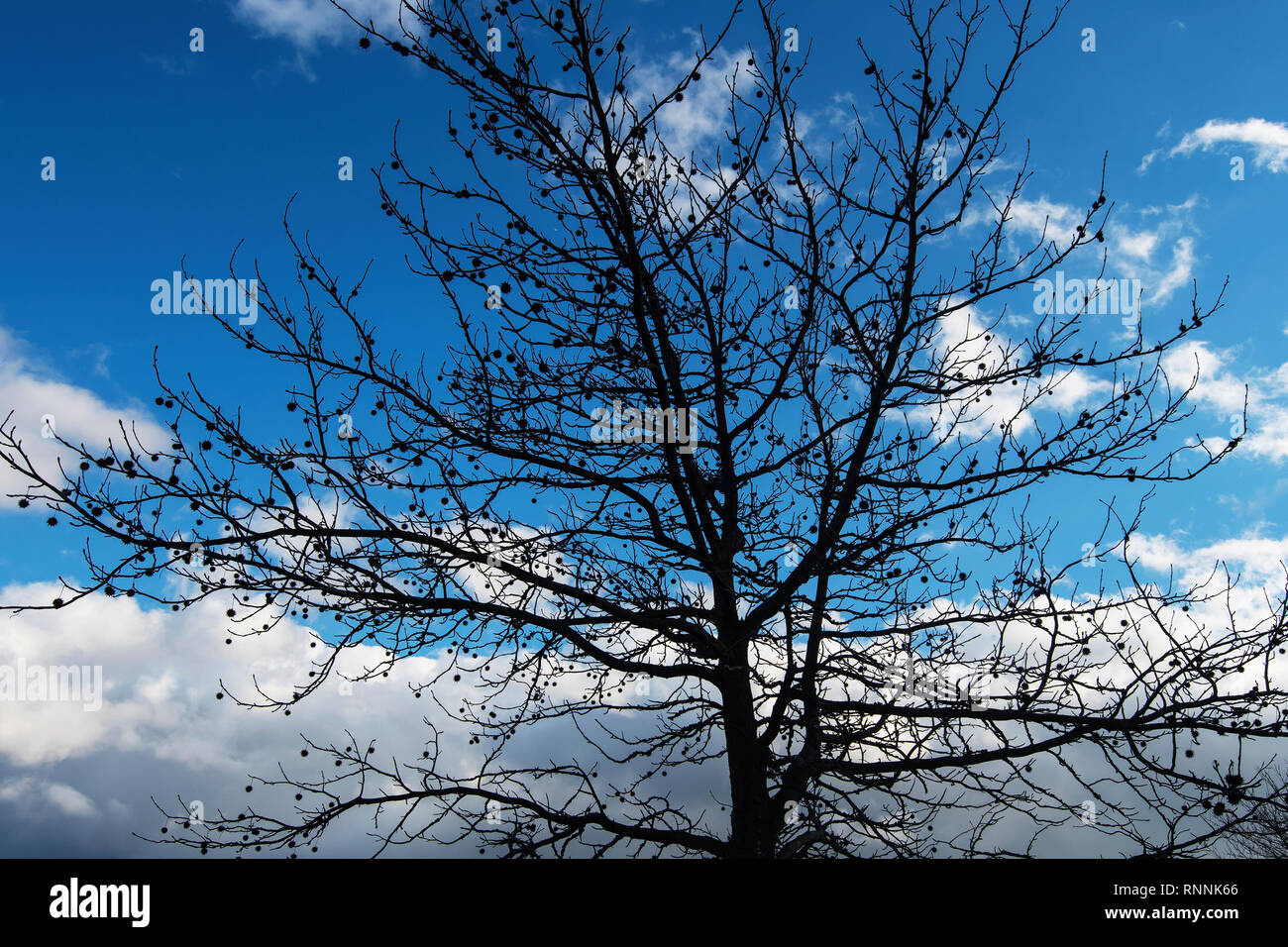 Sweet gum tree hi-res stock photography and images - Alamy