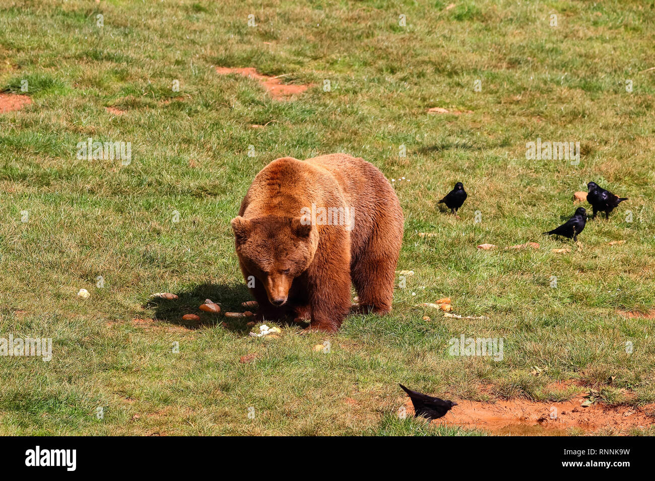 Adult Male Grizzly Bear Feeding High Resolution Stock Photography and ...
