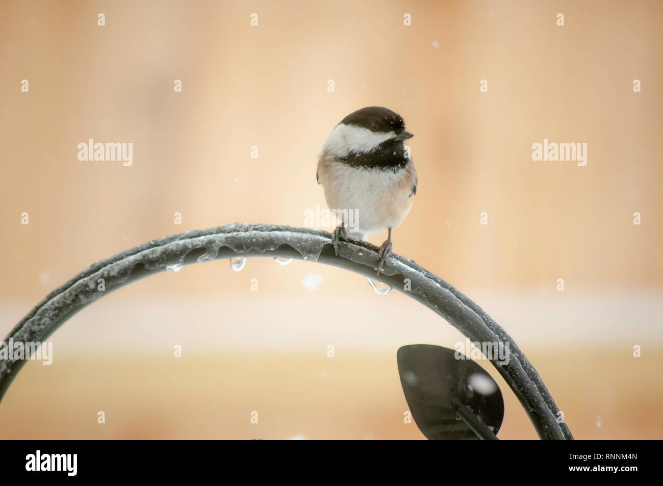 Chickadee profile view hi-res stock photography and images - Alamy