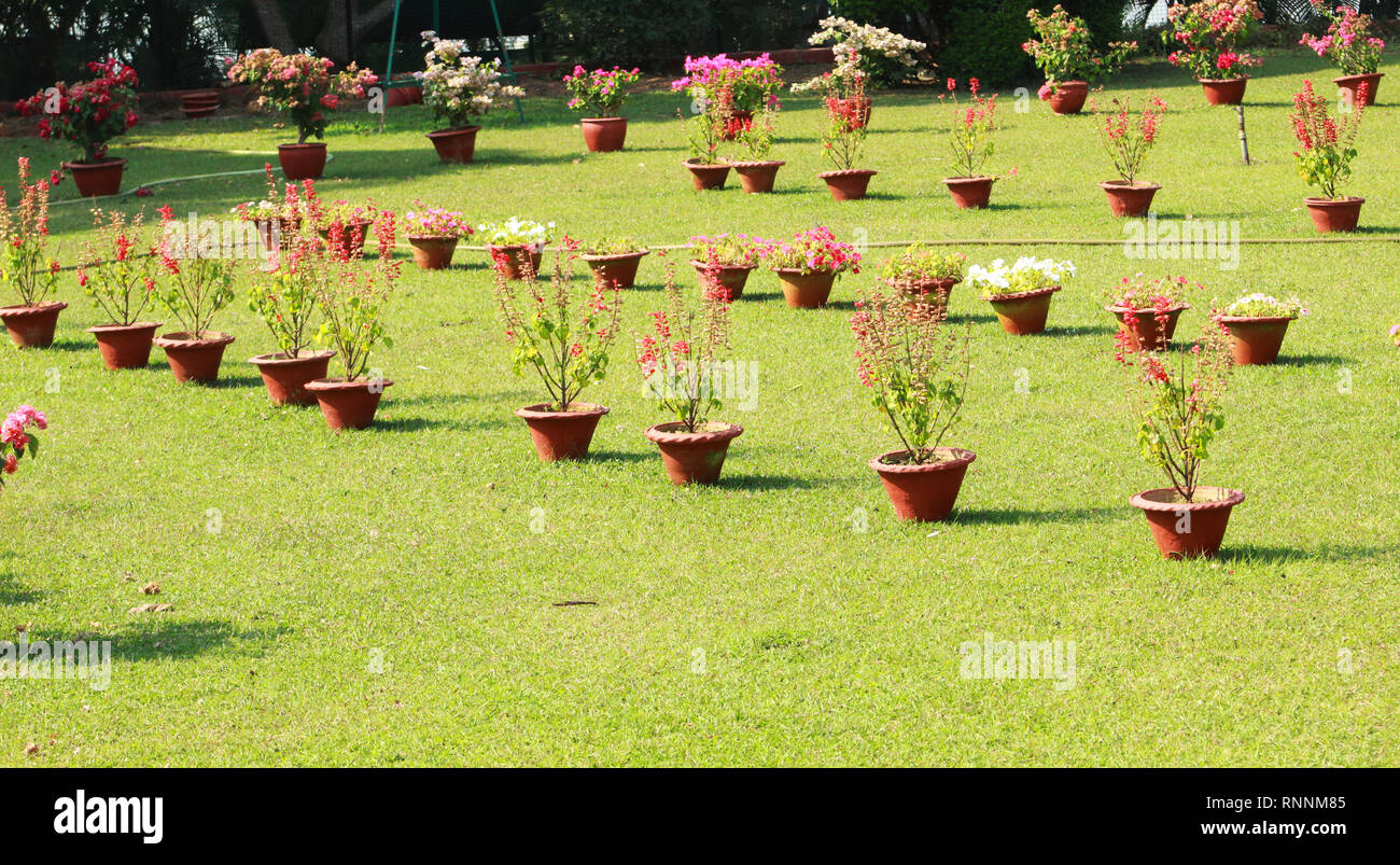 flower pot in the garden at a row Stock Photo - Alamy