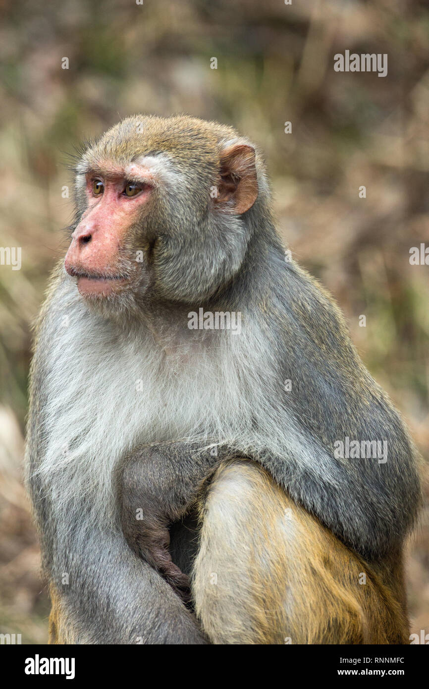 Forearm bones hi-res stock photography and images - Alamy