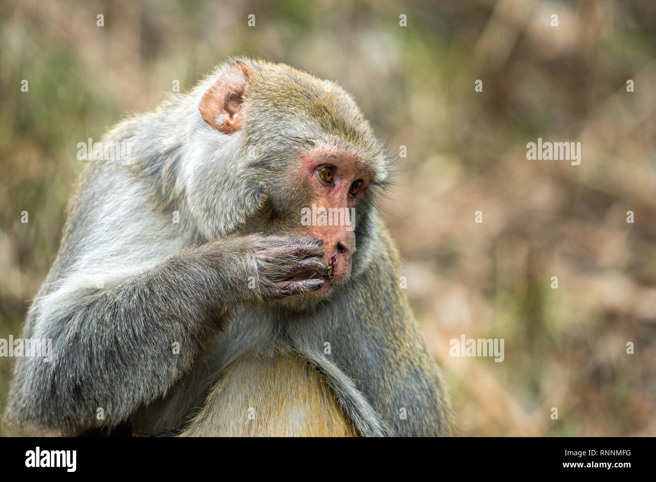 Monkey feeling hi-res stock photography and images - Alamy