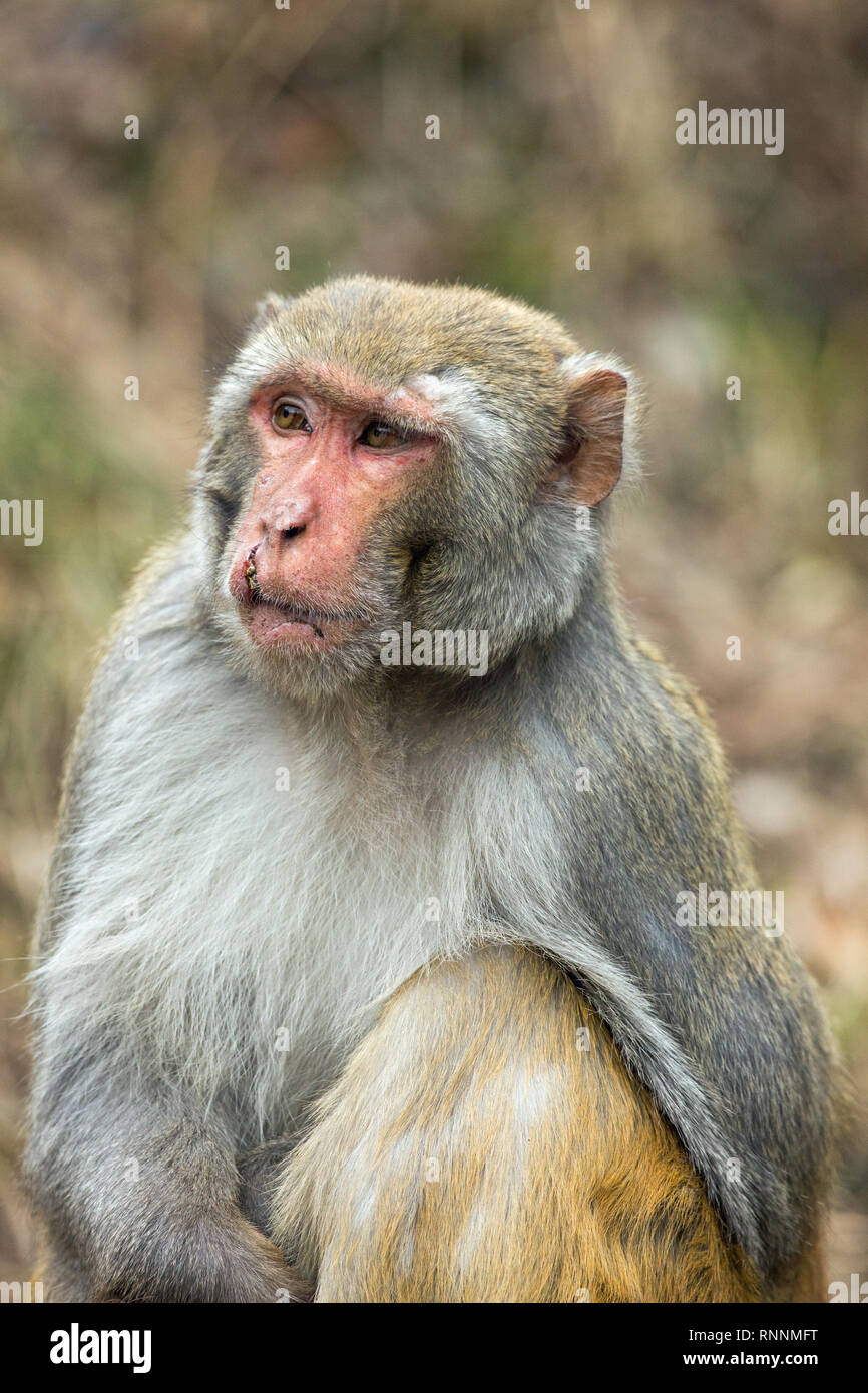 Rhesus Macaque (Macaca mulatta). Adult monkey. Showing recovering ...
