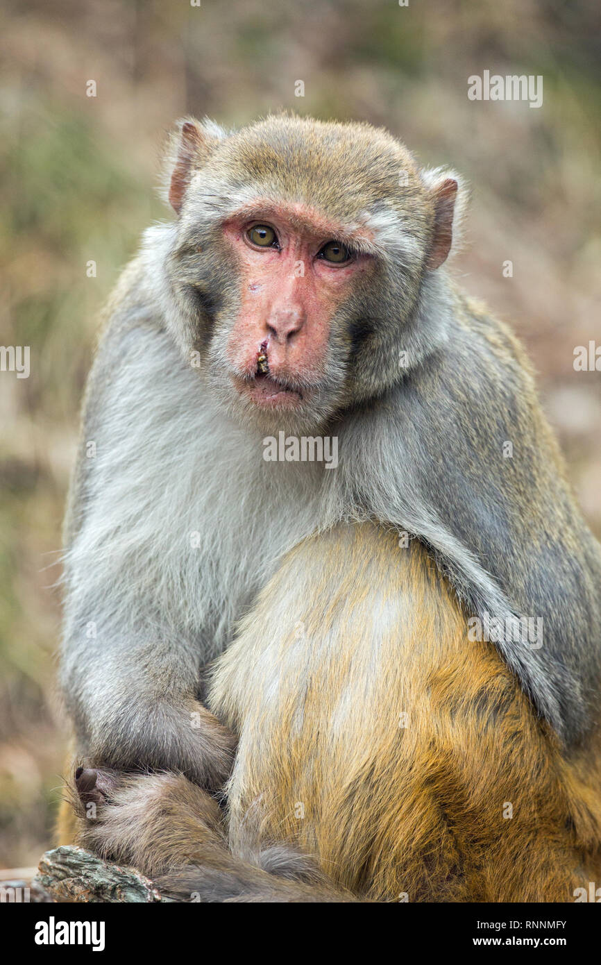 Rhesus Macaque (Macaca mulatta). Adult monkey. Showing recovering ...