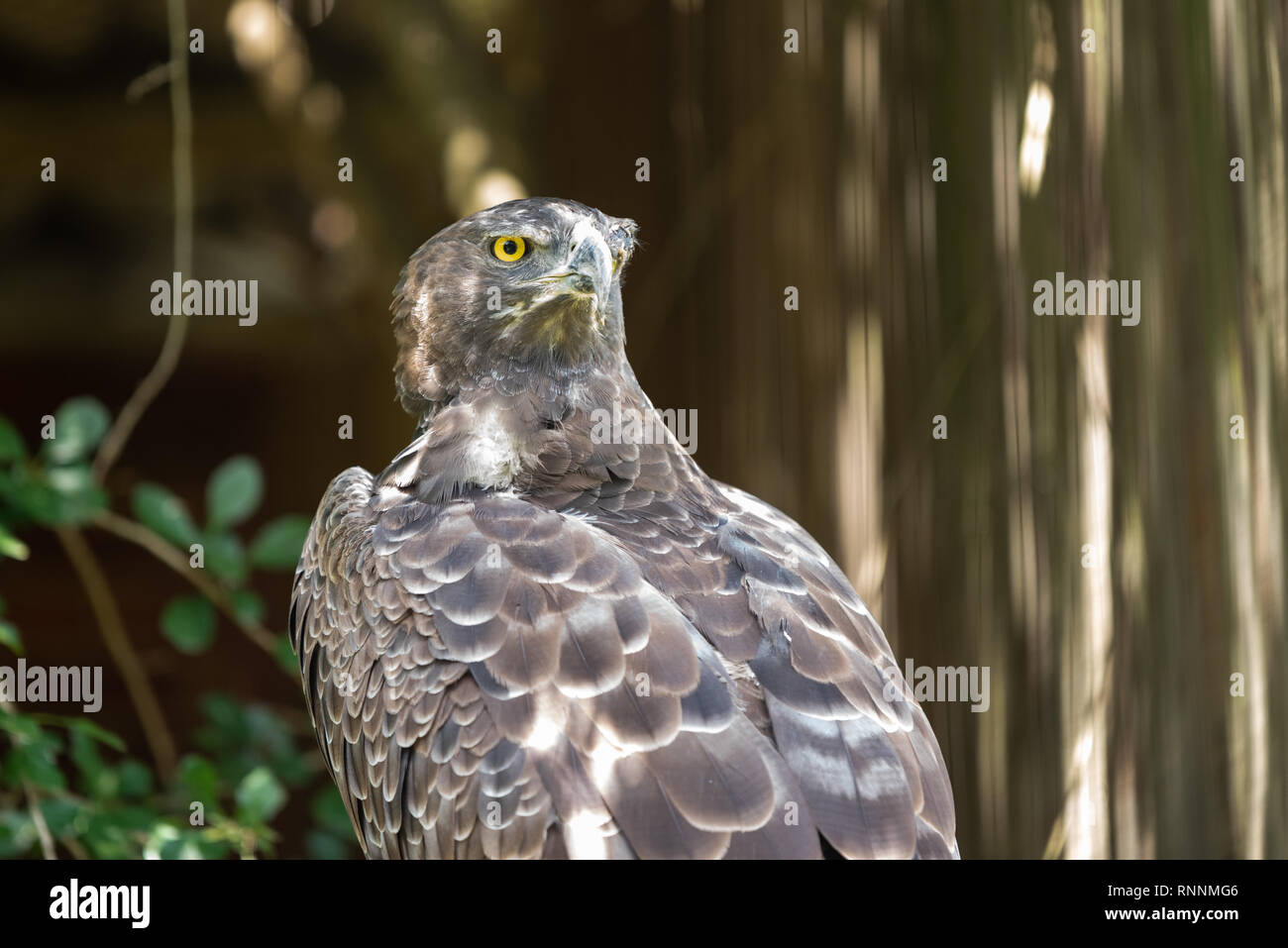 African raptor centre hi-res stock photography and images - Alamy