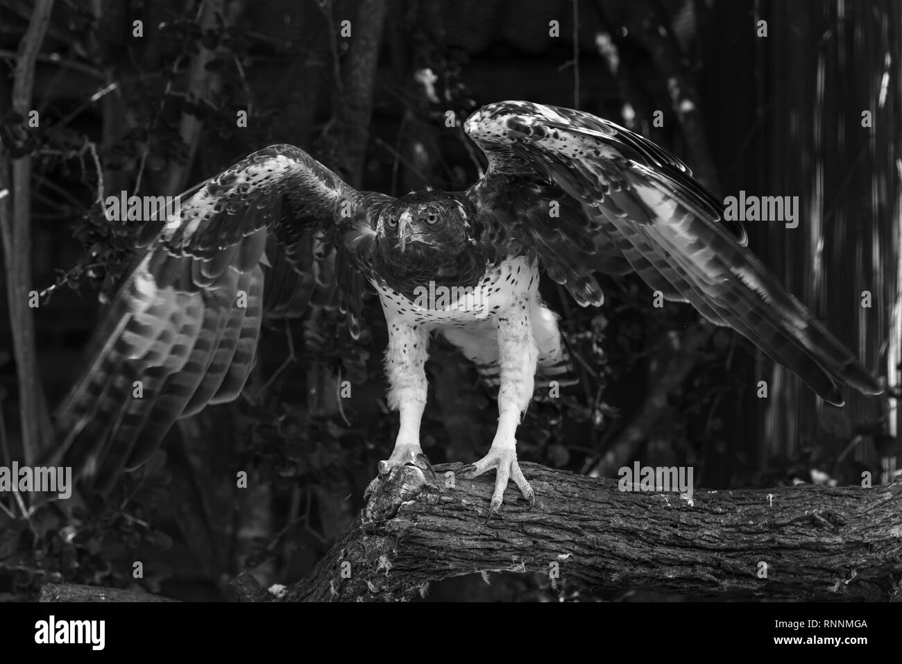 A Martial Eagle flapping it's wings at the African Raptor Centre, Natal ...