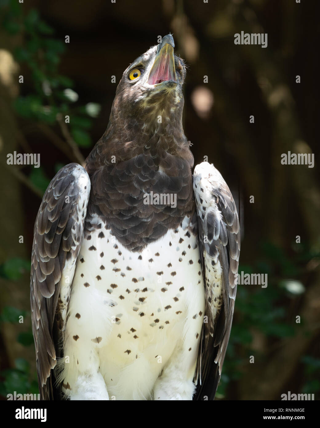 A portrait of a Martial Eagle, Africa's largest eagle, at the African ...