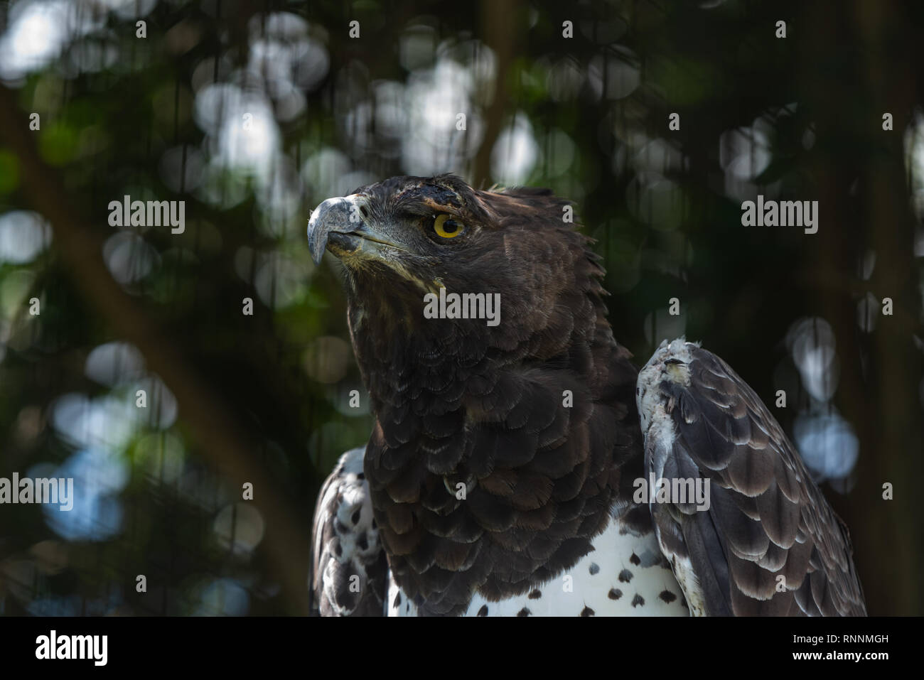 A Martial Eagle with an injury to it's wing and eye, at the African ...