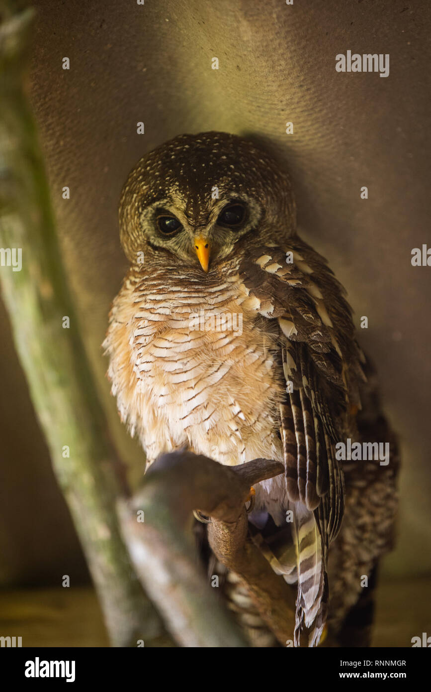 An African Wood Owl perched on a tree branch at the African Raptor ...