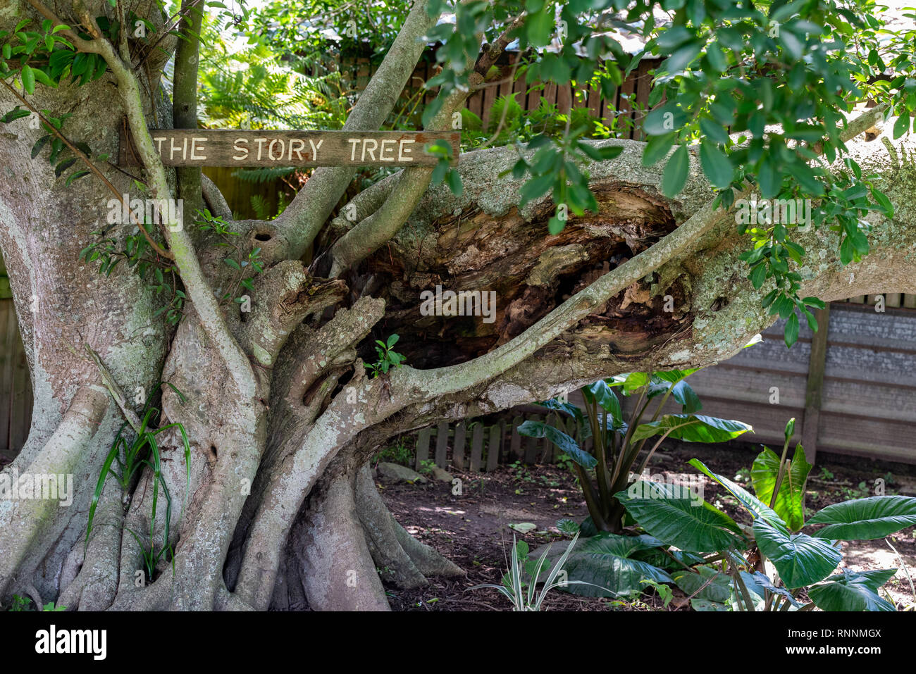 An old tree labelled The Story Tree at the African Raptor Centre, Natal ...