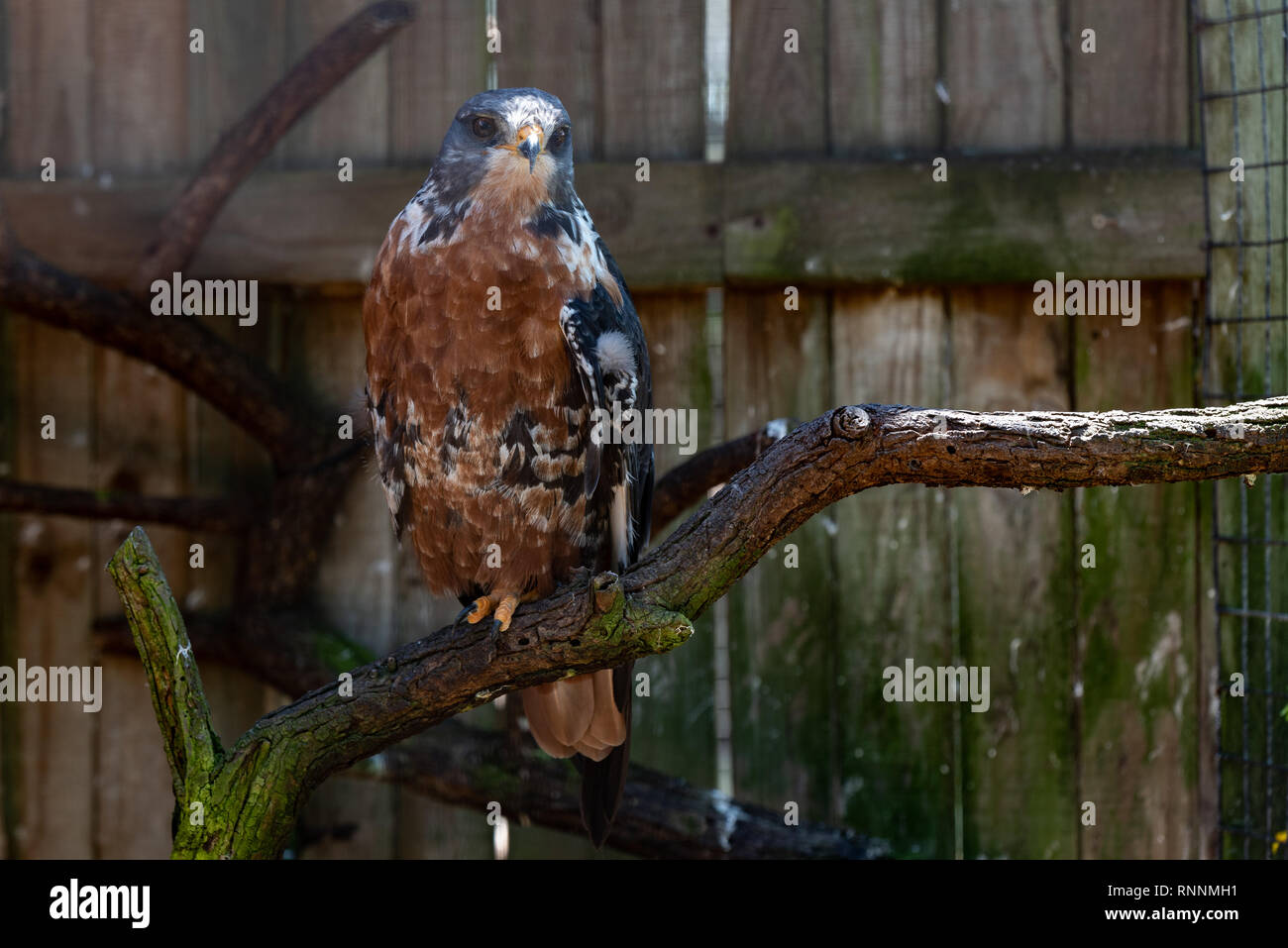 African buzzard hi-res stock photography and images - Alamy