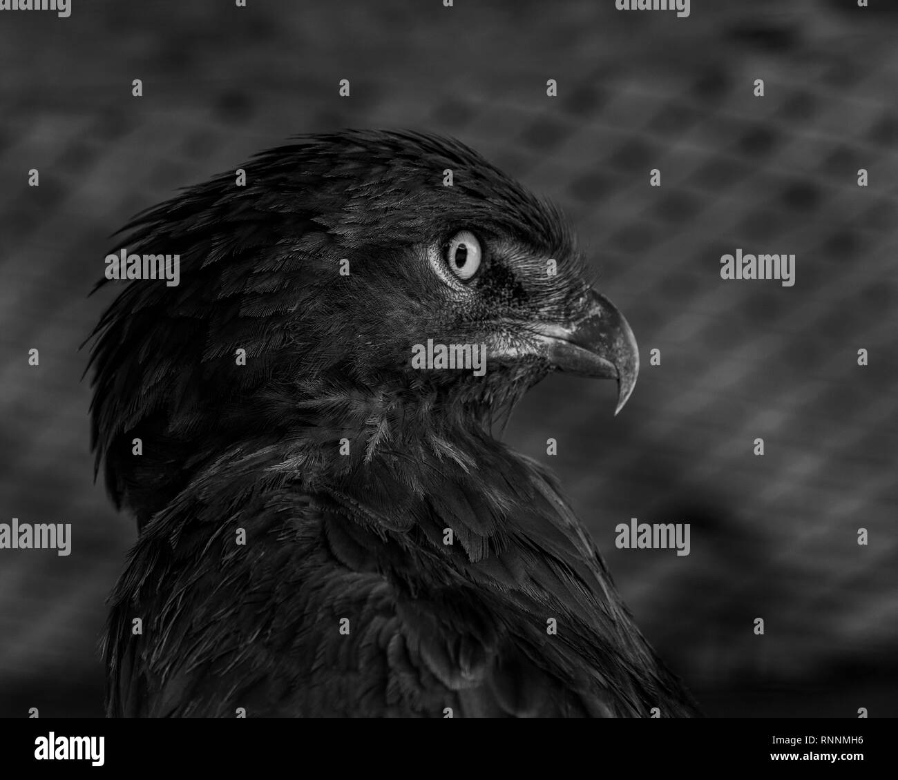 African brown snake eagle Black and White Stock Photos & Images - Alamy