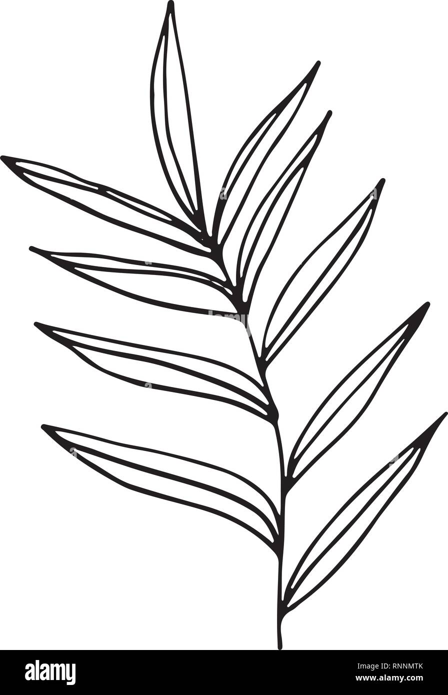 Hand-drawn sketch of a plant, isolated on white background Stock Vector ...