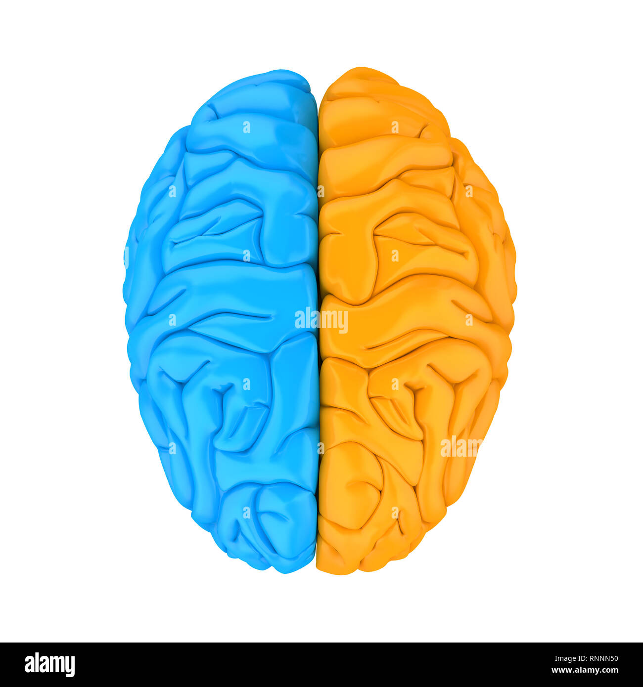 Left right hemisphere human Cut Out Stock Images & Pictures - Alamy