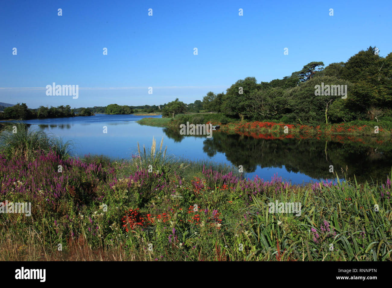 colourful selection of wild flowers in spring on an irish river bank ...