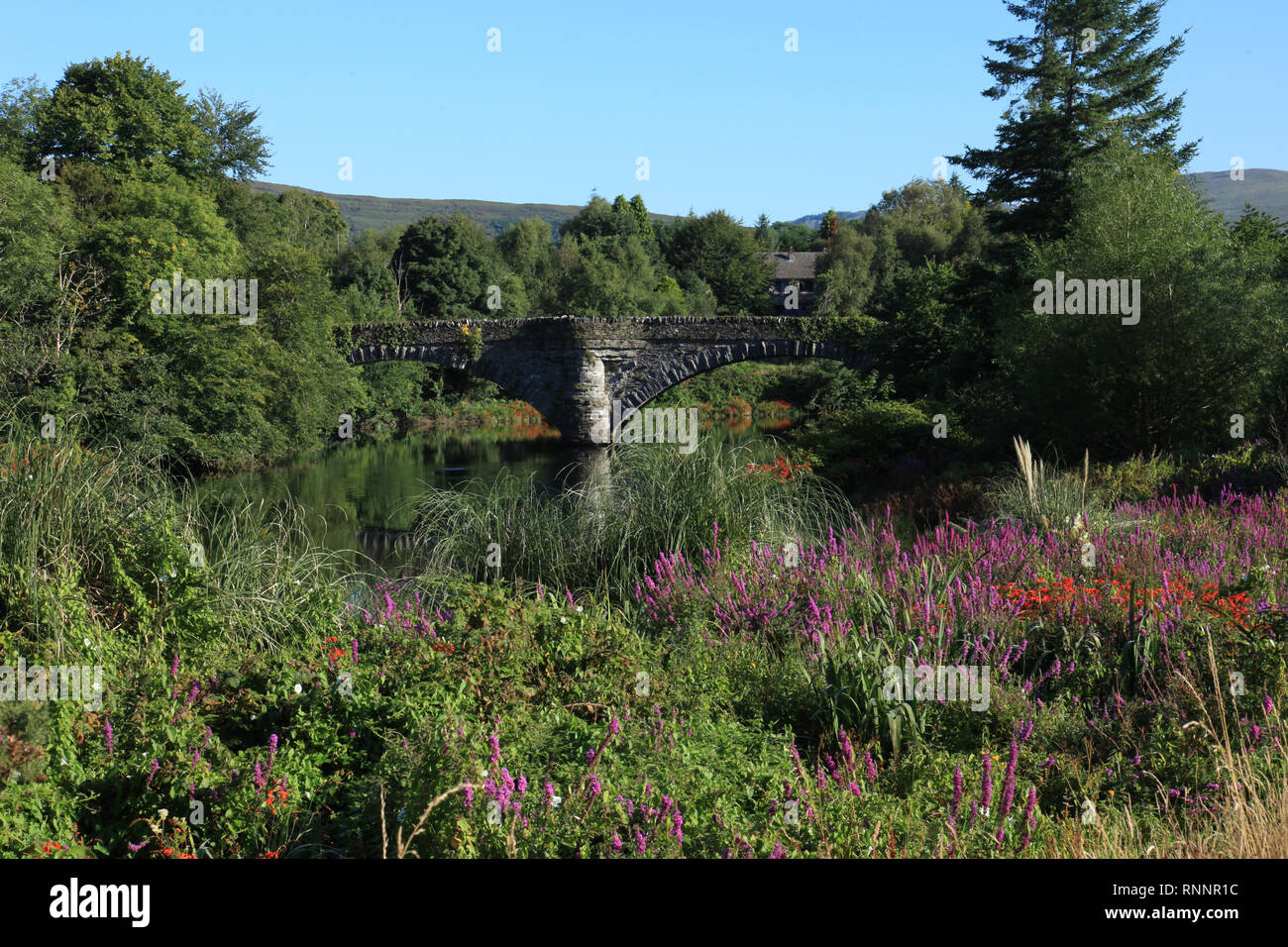 colourful selection of wild flowers on river bank, kenmore, county ...