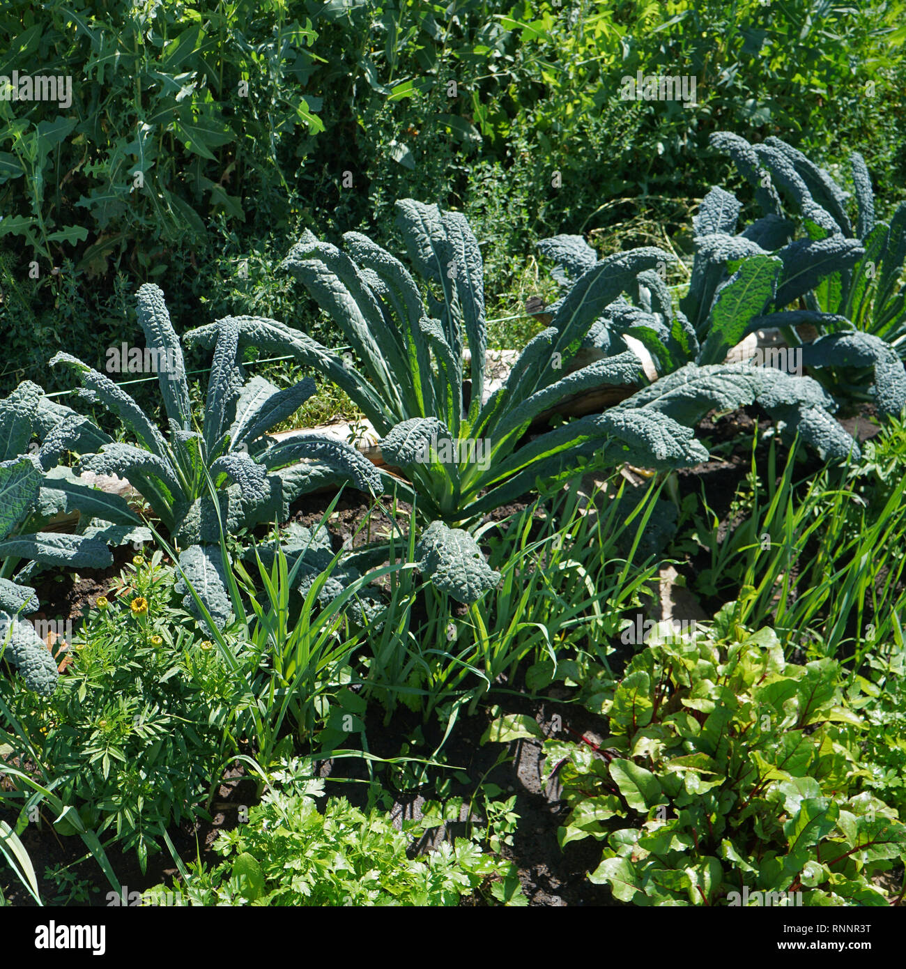 Kale cabbage. Tuscan kale or black kale on plant. Winter cabbage also ...