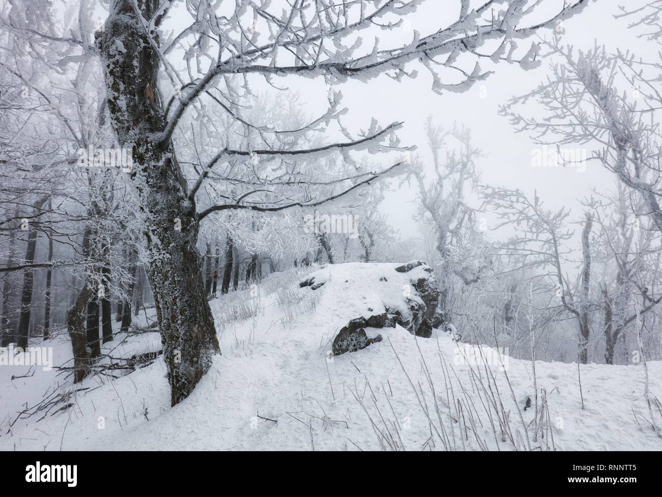 Winter landscape with forest hi-res stock photography and images - Alamy