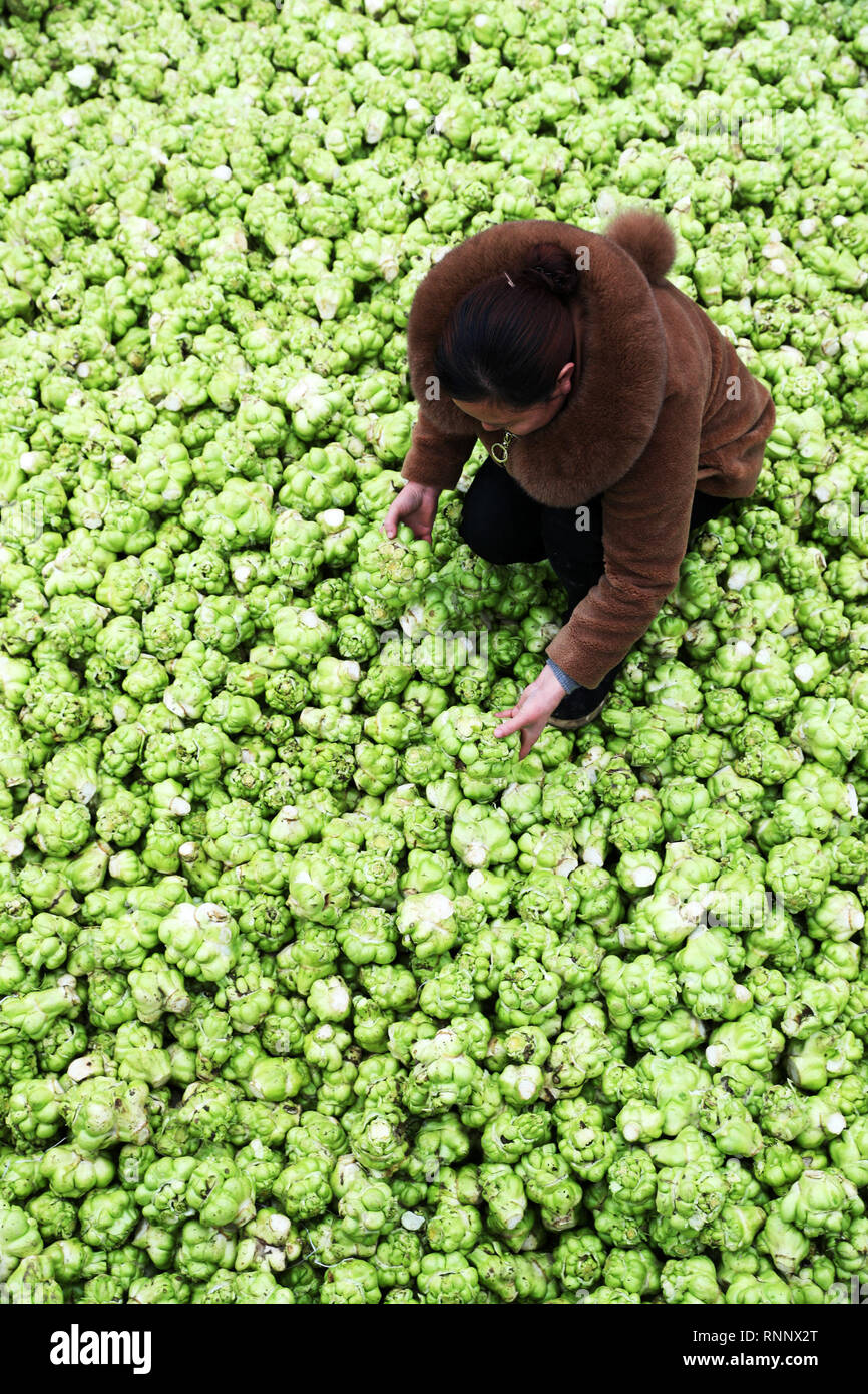Chongqing, China. 19th Feb, 2019. Chongqing, CHINA-Peasants are busy ...