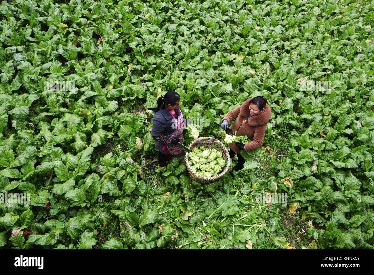 Chongqing, China. 19th Feb, 2019. Chongqing, CHINA-Peasants are busy ...