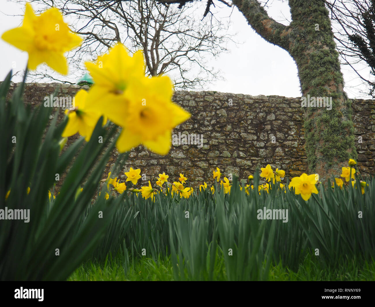 St davids cathedral daffodils hi-res stock photography and images - Alamy