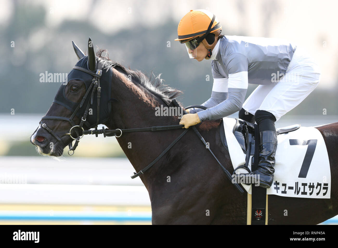 Kyoto, Japan. 16th Feb, 2019. Coeur et Sakura (Yuga Kawada) Horse ...