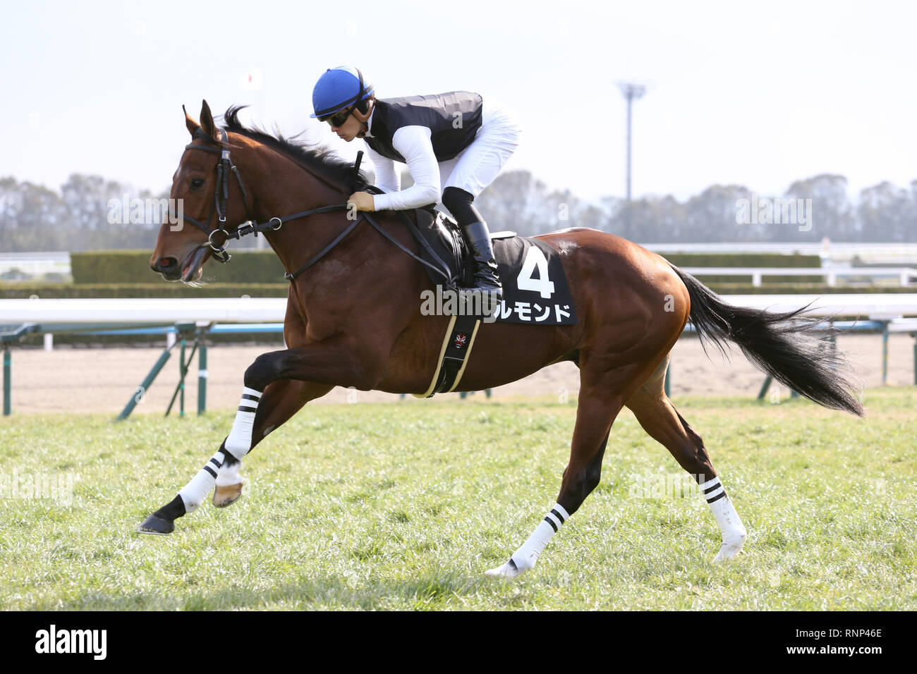 Kyoto, Japan. 16th Feb, 2019. Le Monde (Yuga Kawada) Horse Racing : Le ...