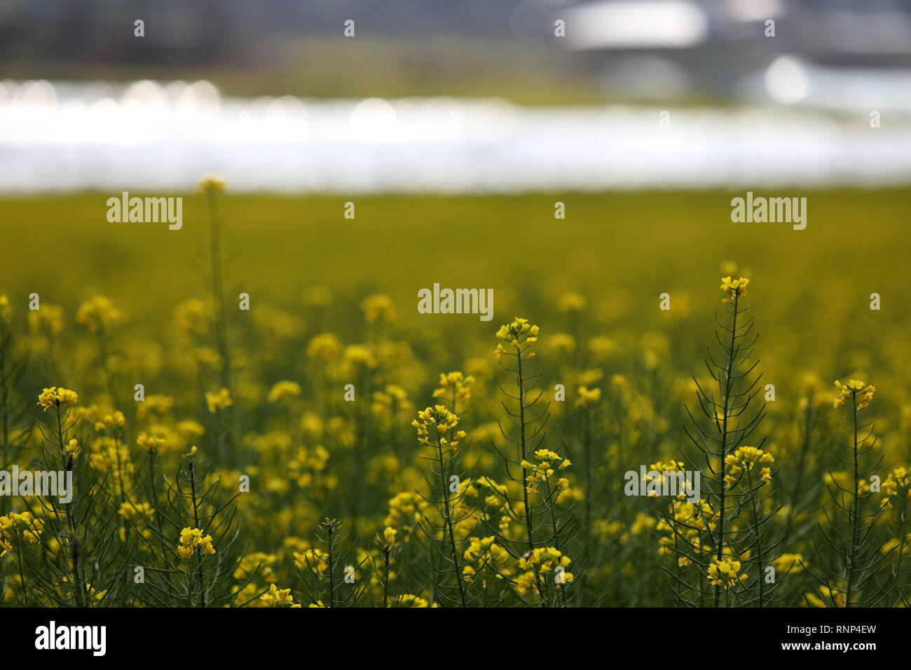 Puwei hi-res stock photography and images - Alamy