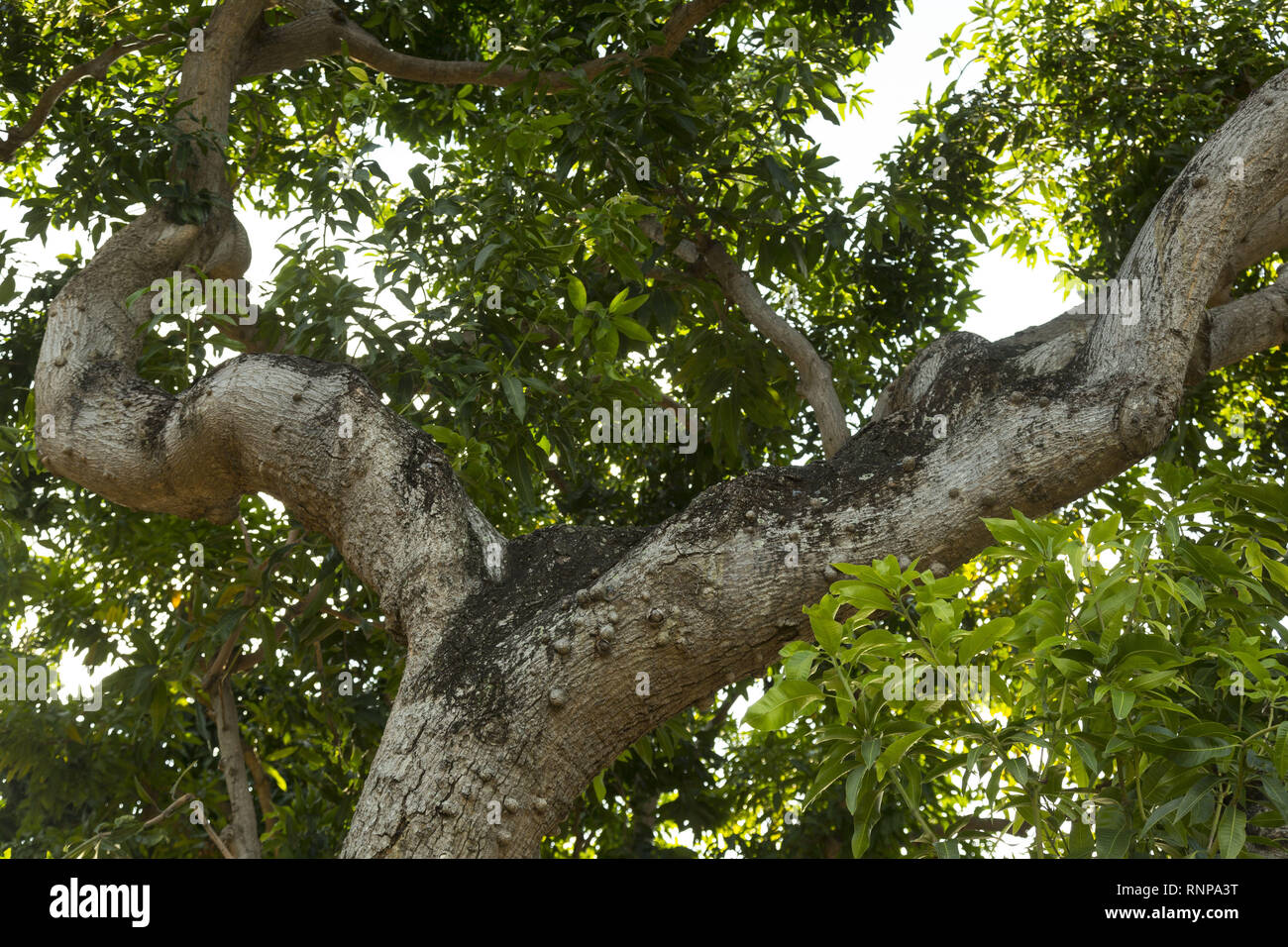 Branches of the rain trees Stock Photo - Alamy